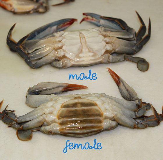 How To Differentiate Female Male Crabs